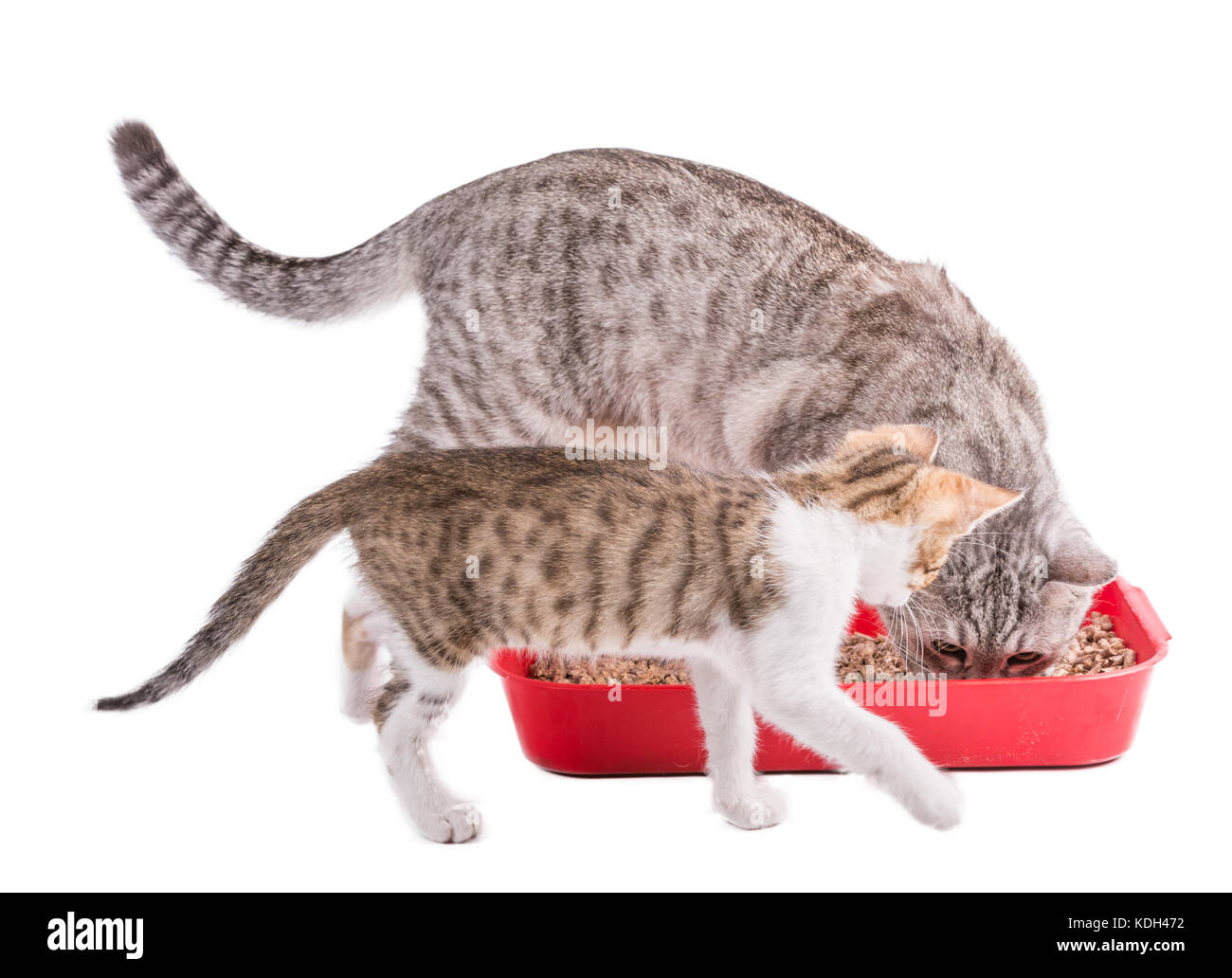 two funny cats playing in a cat toilet, isolated with clipping path ...