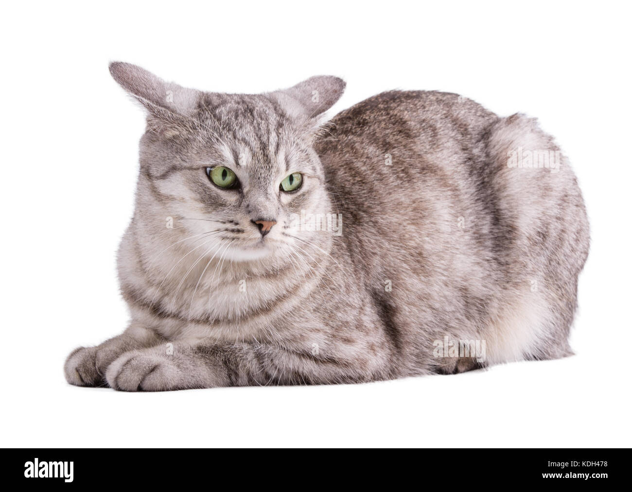 Funny striped grey cat isolated with clipping path Stock Photo - Alamy