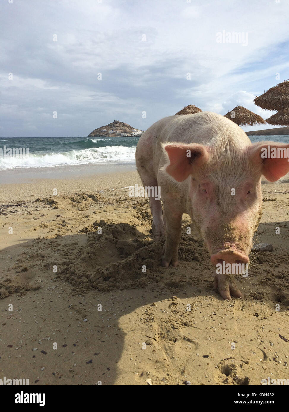 Pig beach hi-res stock photography and images - Alamy