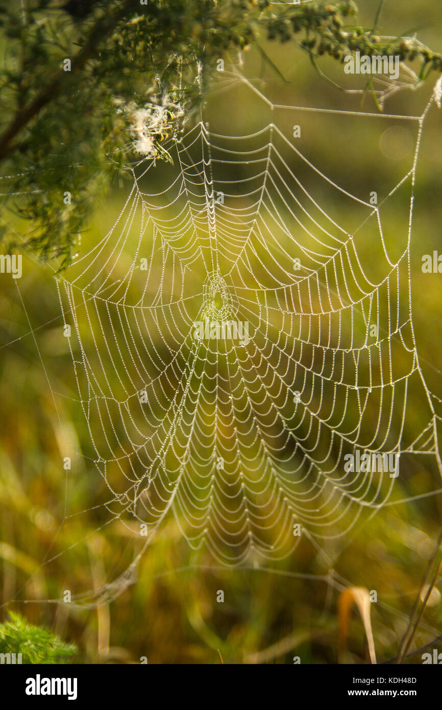 Morning dew on a spiderweb dangling on a weed Stock Photo - Alamy