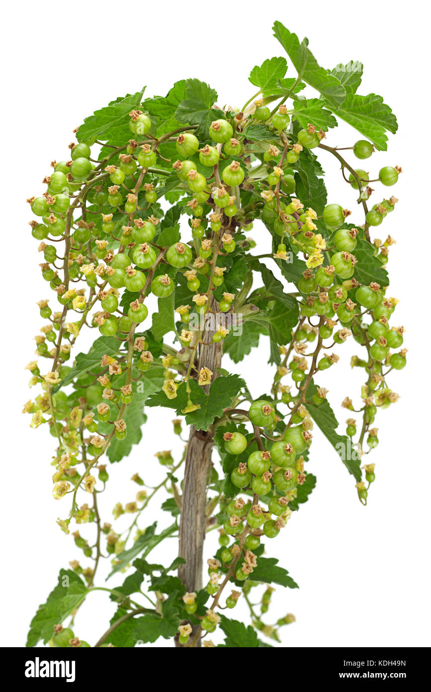 Young green currant with leaf on white background Stock Photo - Alamy