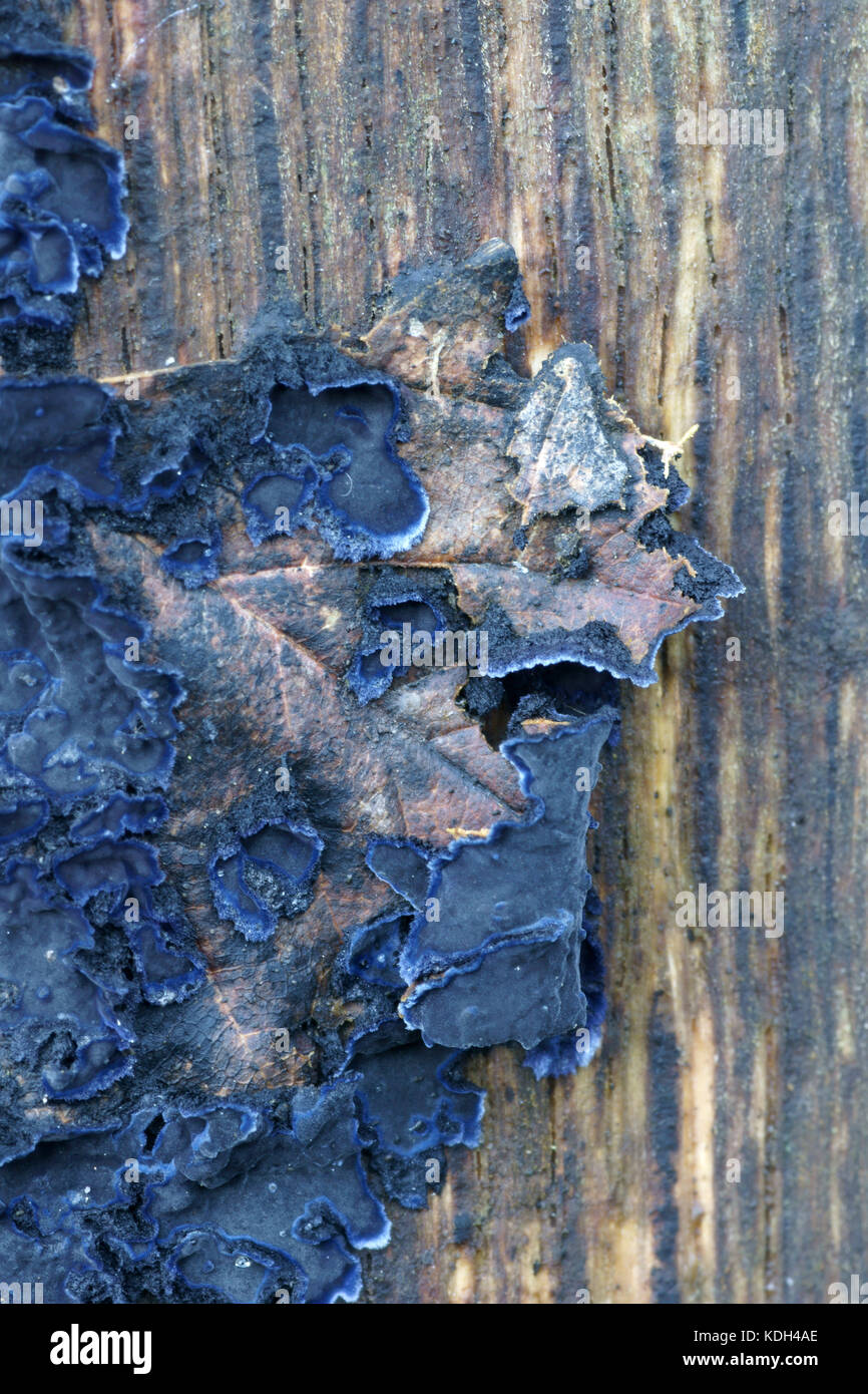 Cobalt Crust (Pulcherricium caeruleum Stock Photo - Alamy