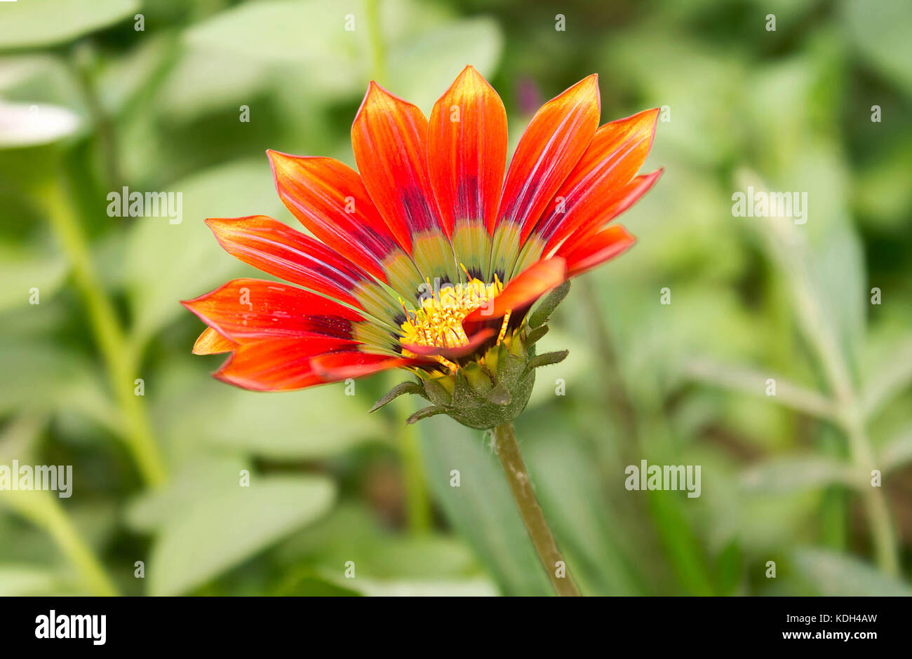Red Gazania Flower in natural background Stock Photo - Alamy