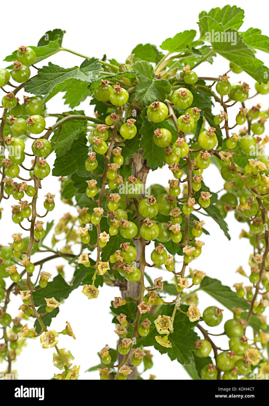 Young green currant with leaf on white background Stock Photo - Alamy