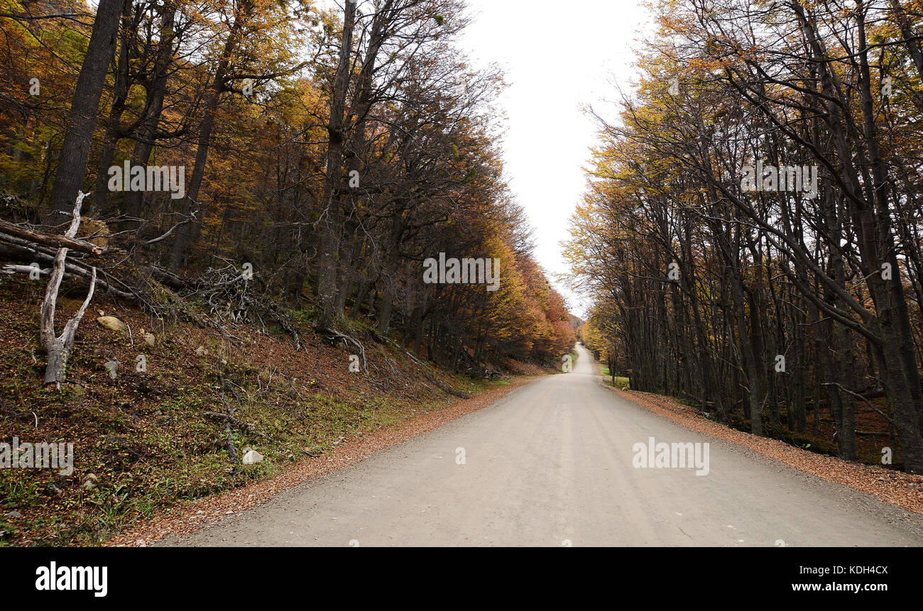 Forest road with trees along at the pathway Stock Photo - Alamy