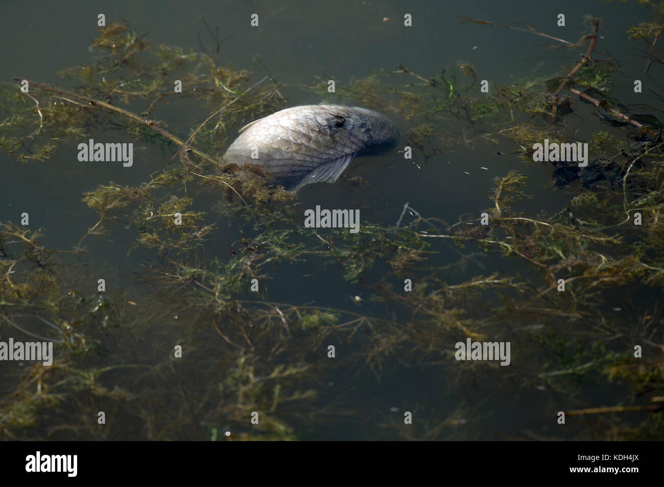 Dead fish in Lago Trasimeno (Lake Trasimeno), Umbria, Italy 27 August ...
