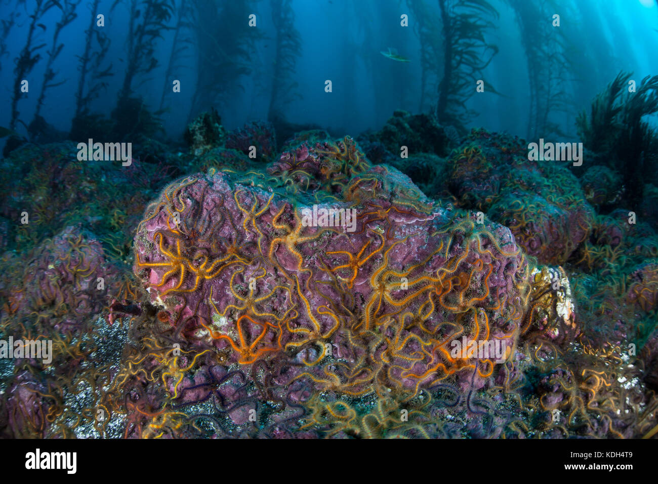 Kelp forest underwater hi-res stock photography and images - Alamy