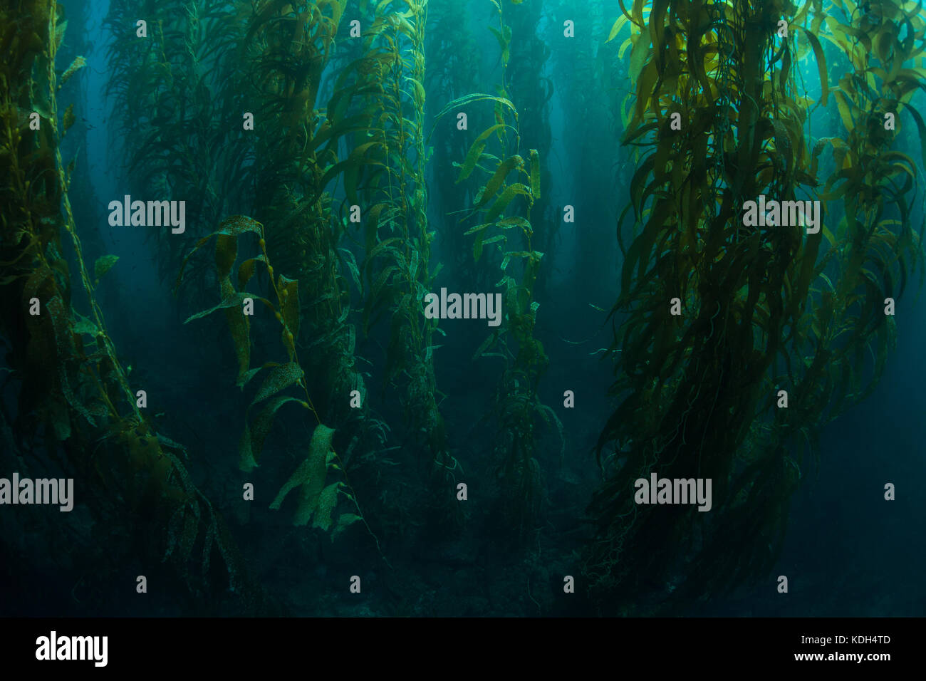Giant kelp (Macrocystis pyrifera) supports a diverse ecosystem in a ...