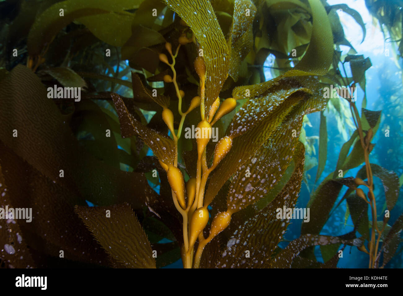 Giant kelp (Macrocystis pyrifera) supports a diverse ecosystem in a ...