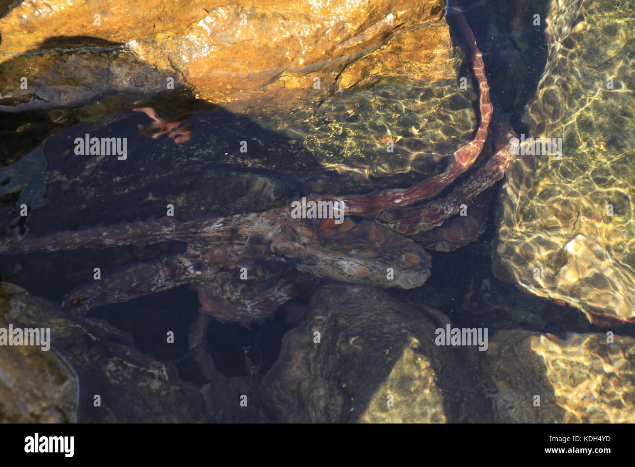 Octopus hiding between rocks at the coast of Bari, Italy Stock Photo ...