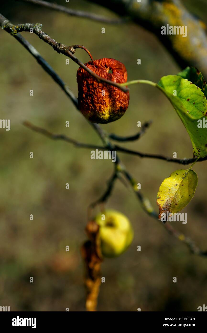 Withering Trees High Resolution Stock Photography and Images - Alamy