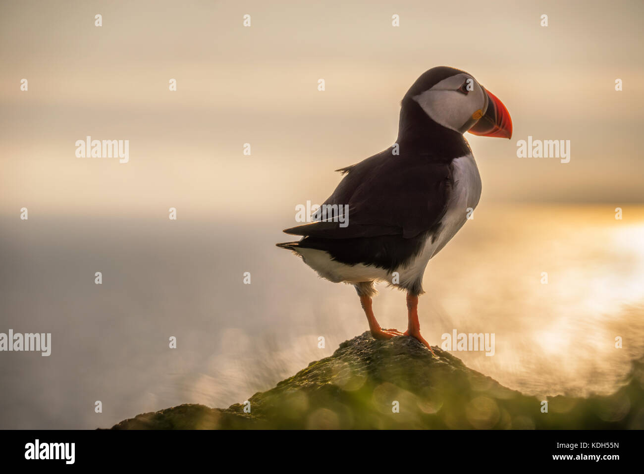 One puffin on Mykines island in sunset light, Faroe Islands Stock Photo ...