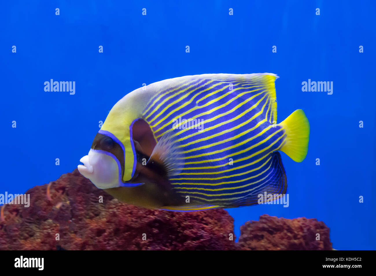 Chinese imperator hi-res stock photography and images - Alamy