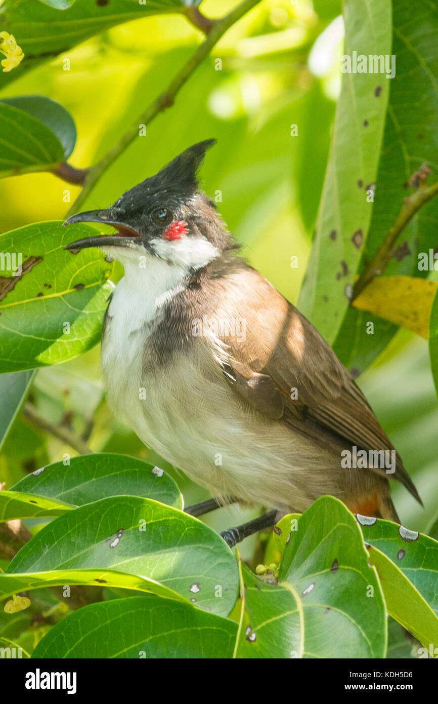 Magnificent whiskers hi-res stock photography and images - Alamy