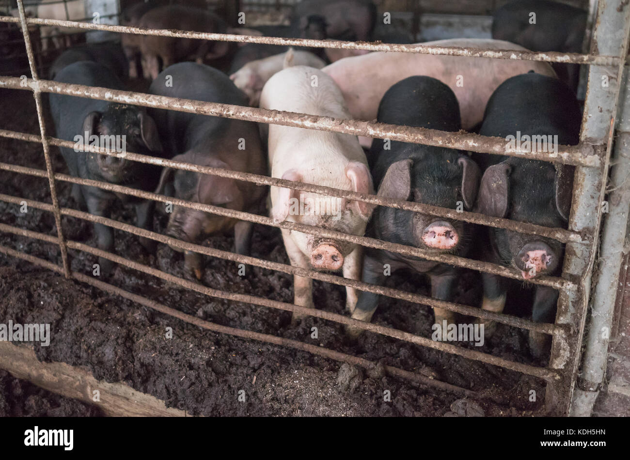 Pigs in a farm Stock Photo - Alamy