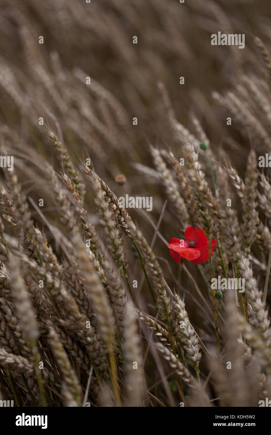 Red corn poppy (Papaver Rhoeas Stock Photo - Alamy