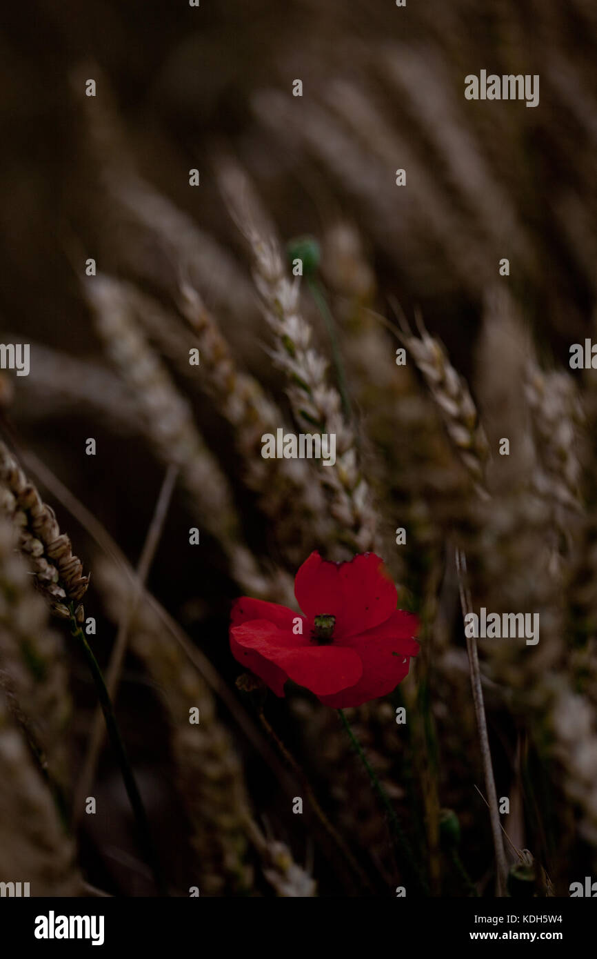 Red corn poppy (Papaver Rhoeas Stock Photo - Alamy