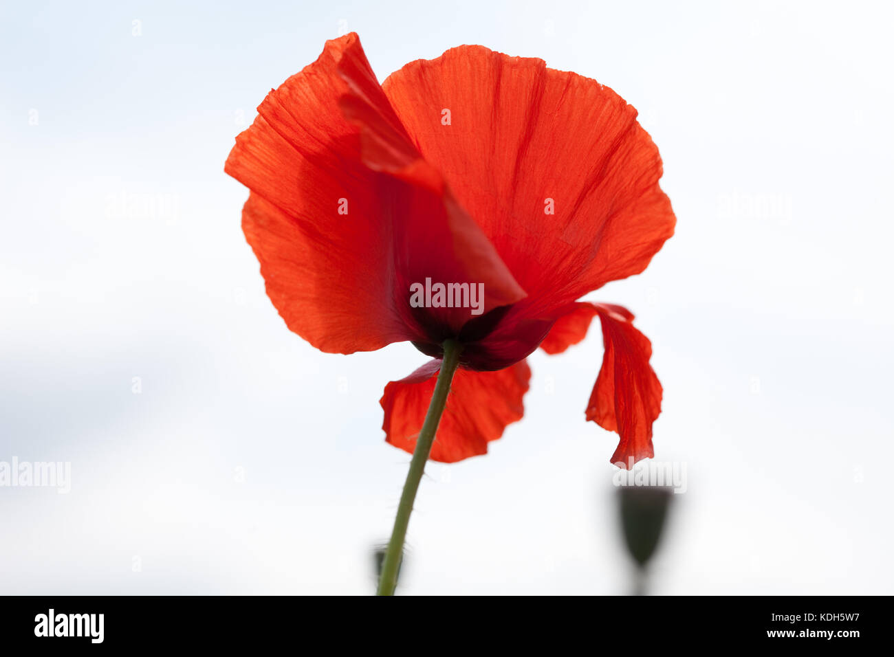 Red corn poppy (Papaver Rhoeas Stock Photo - Alamy