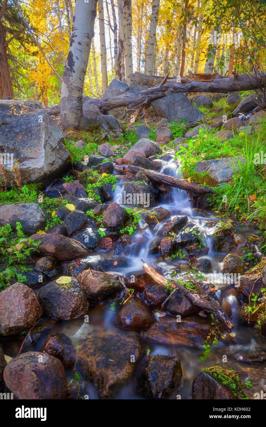 Tahoe National Forest in the Fall Stock Photo - Alamy