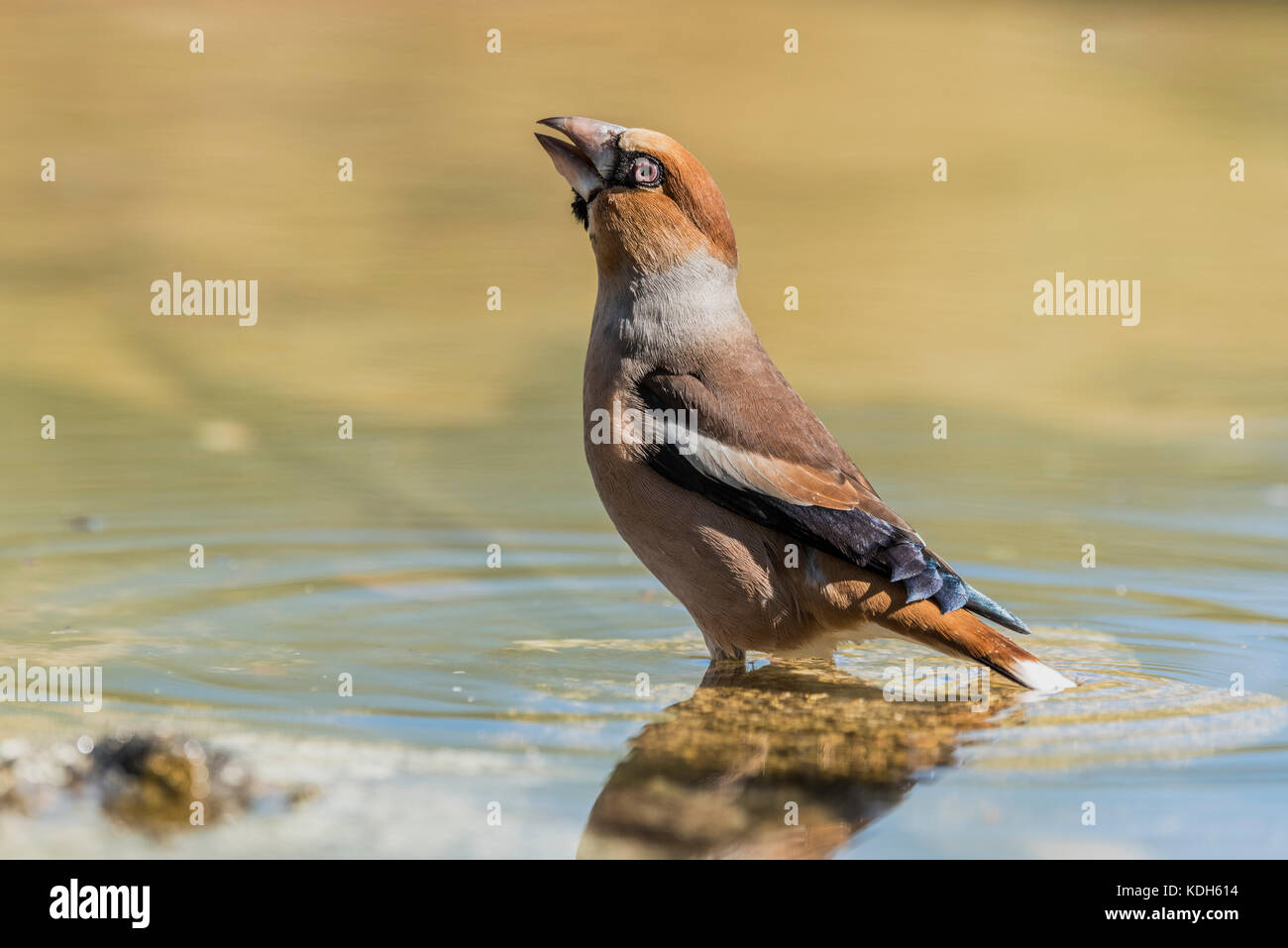 Hawfinch Uk High Resolution Stock Photography and Images - Alamy