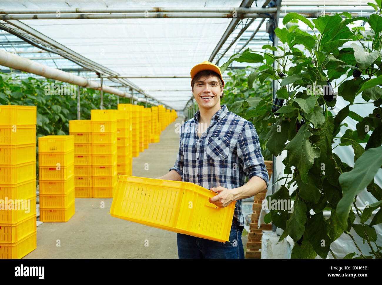 Happy greenhouse worker with plastic box standing in aisle between ...