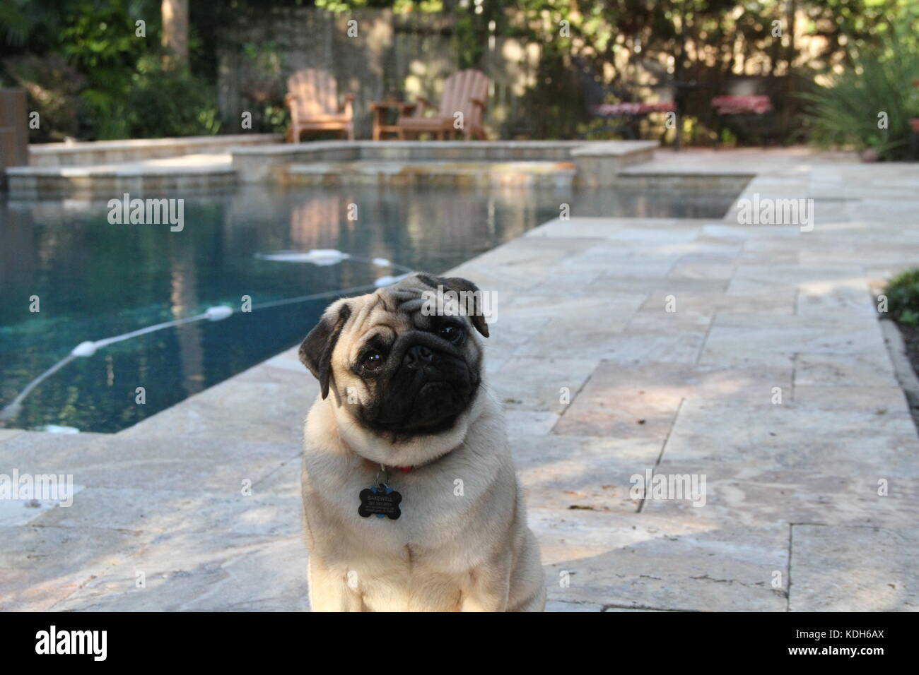 Pug Chair High Resolution Stock Photography and Images - Alamy