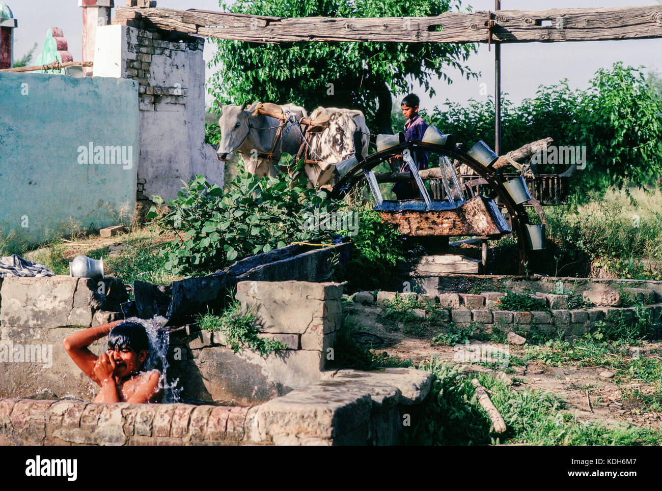 A rural scene in Pakistan with a man bathing and oxen operating a ...