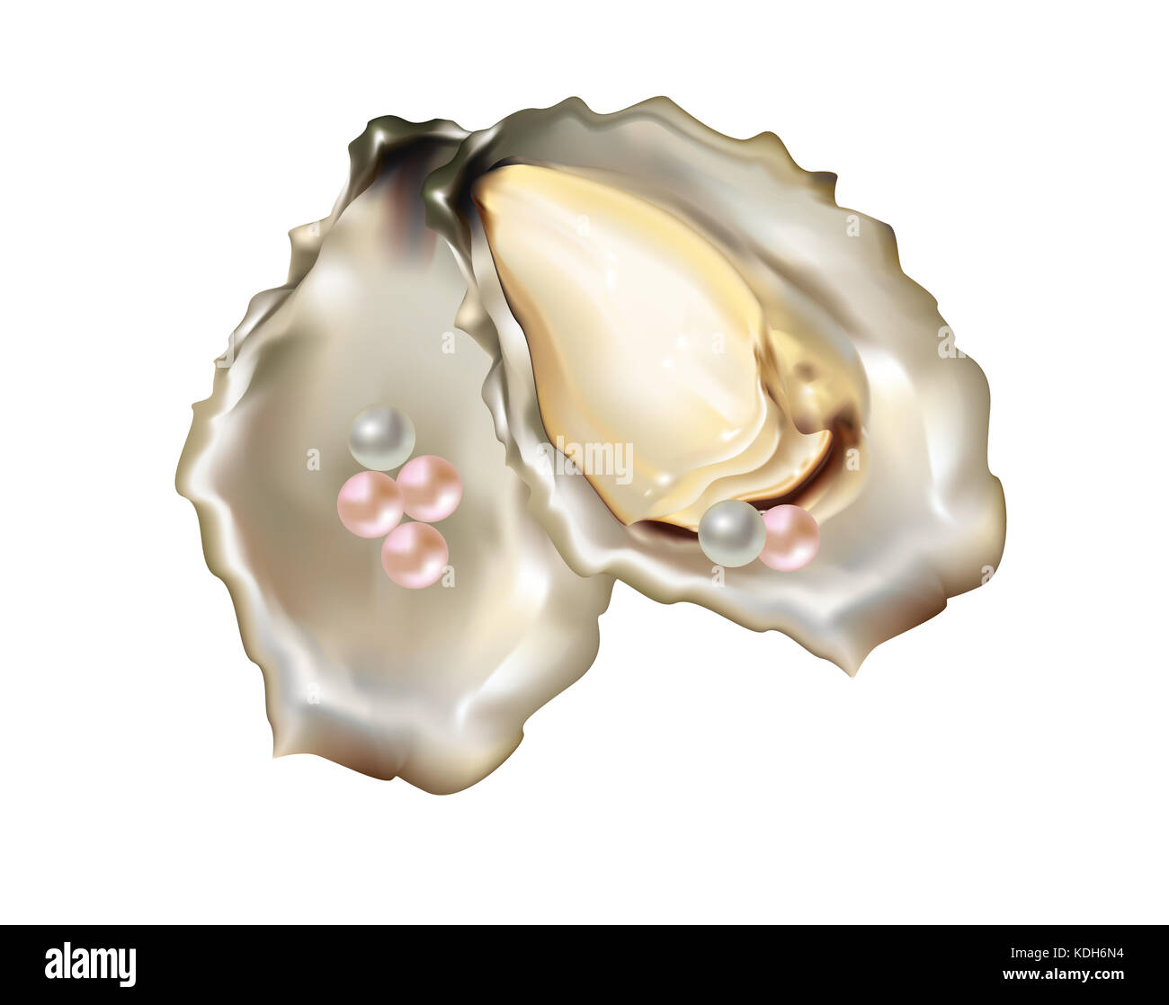 Pink Pearl Oyster