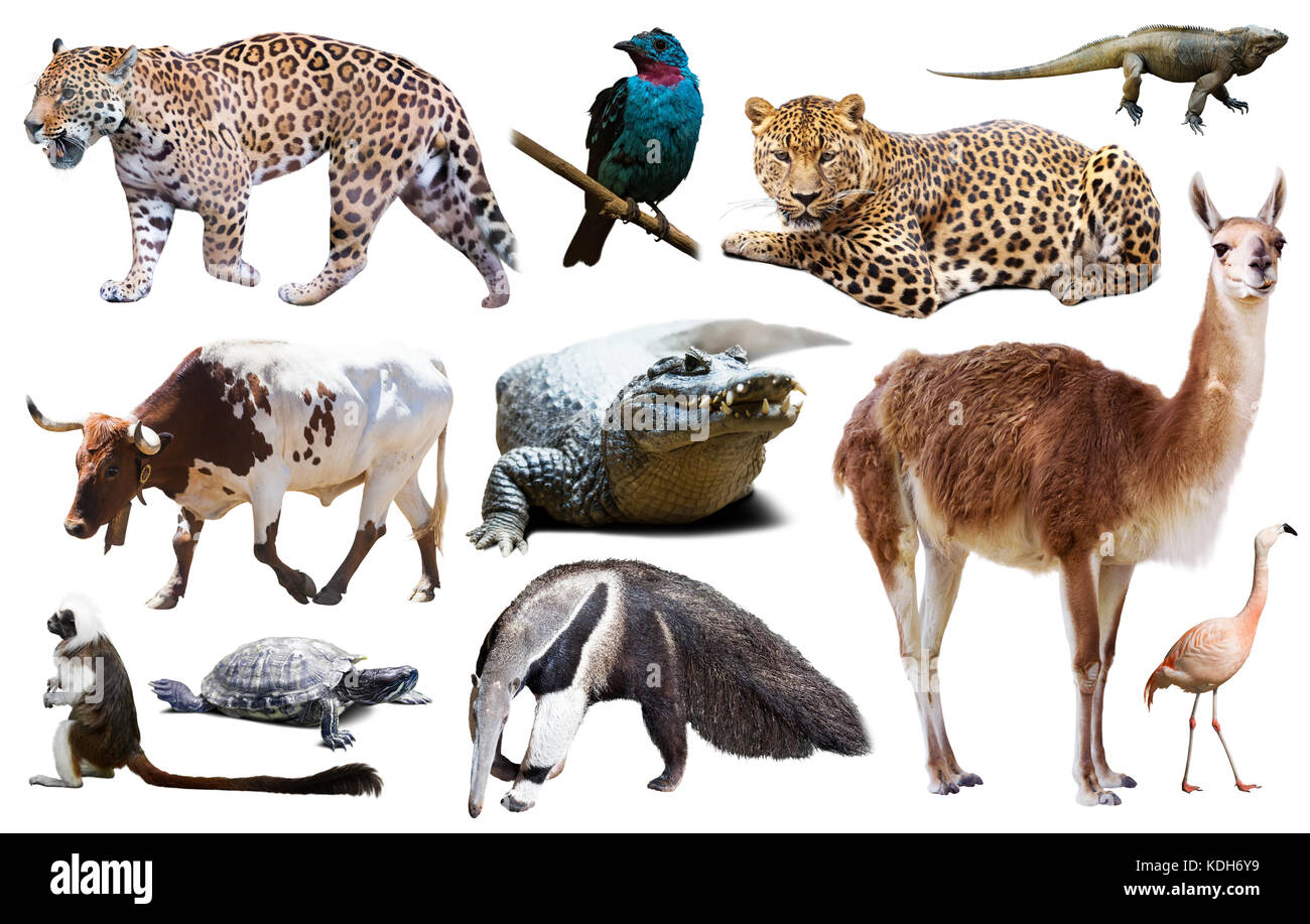 Set of South American animals. Isolated over white background Stock ...