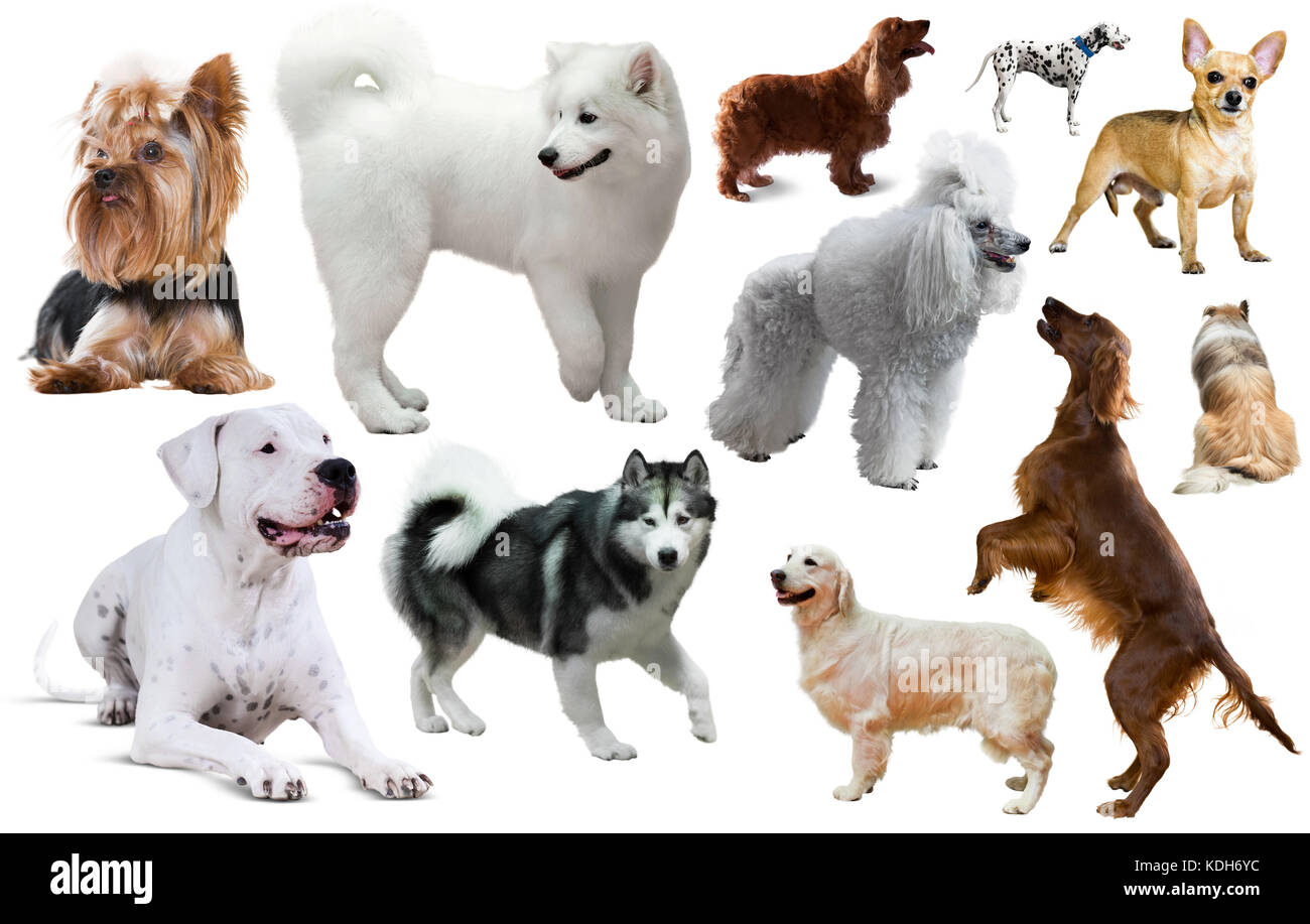 Collection of various dog breeds isolated on white Stock Photo - Alamy