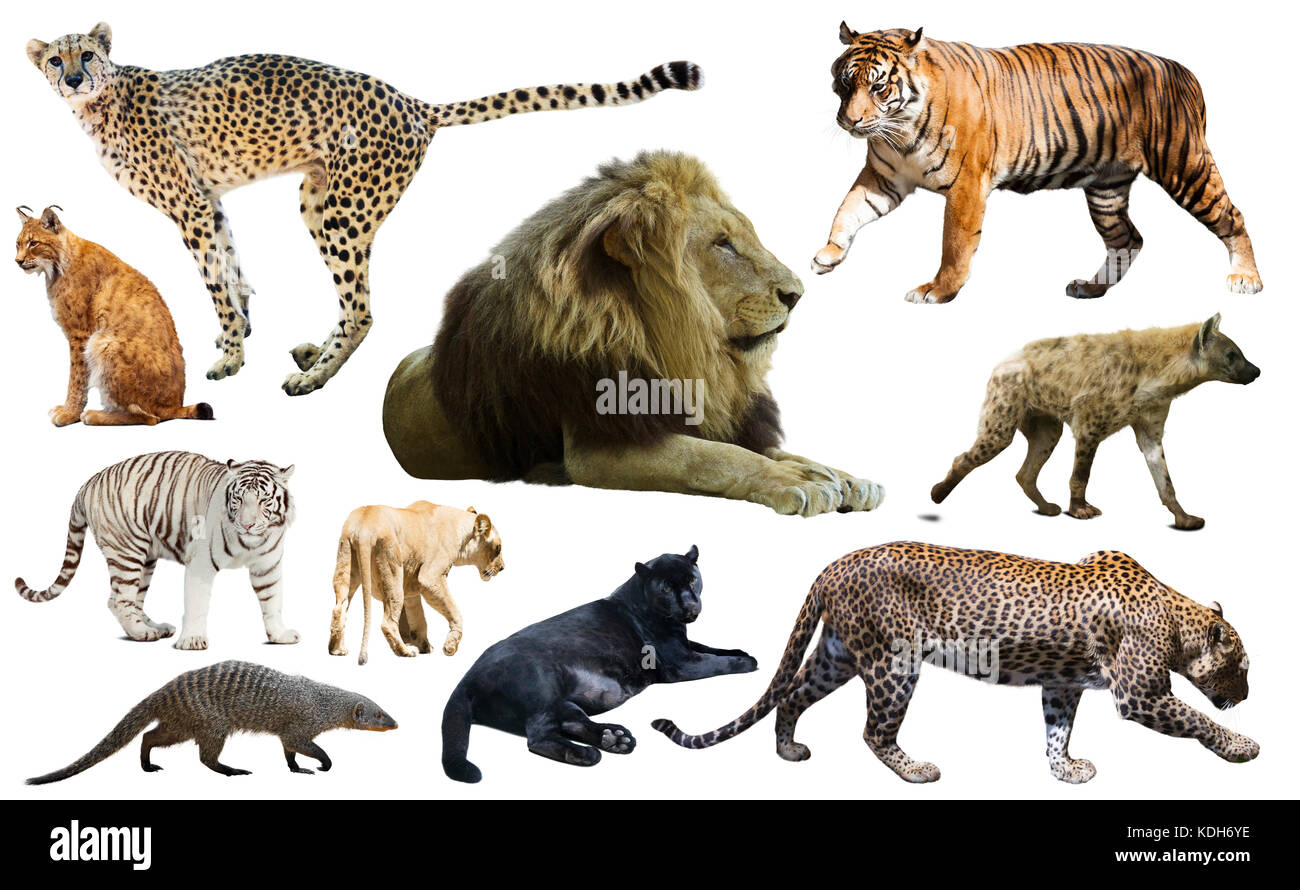 Set of wild mammals isolated over white background, mainly Felidae ...