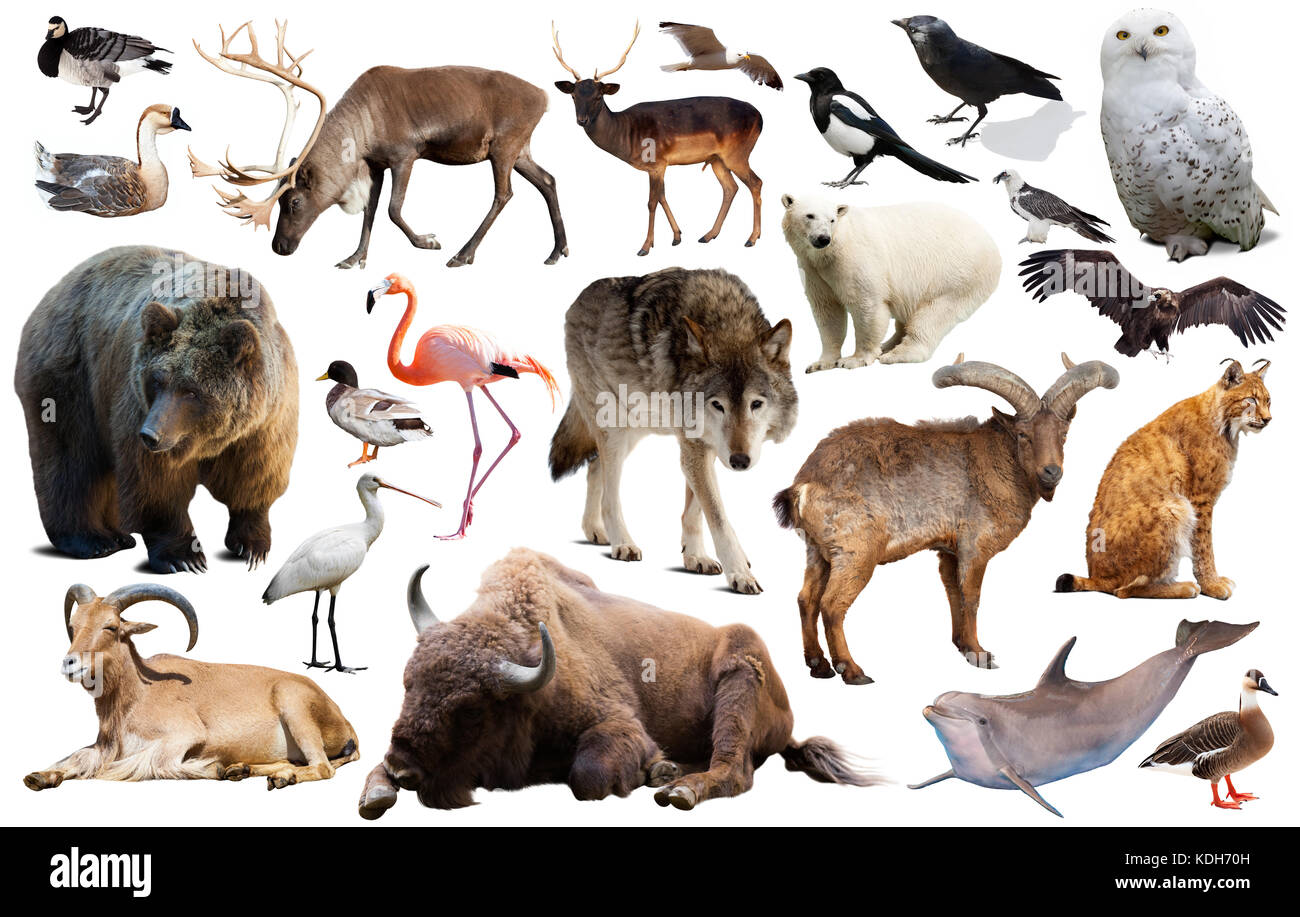 Endangered animals collage hi-res stock photography and images - Alamy