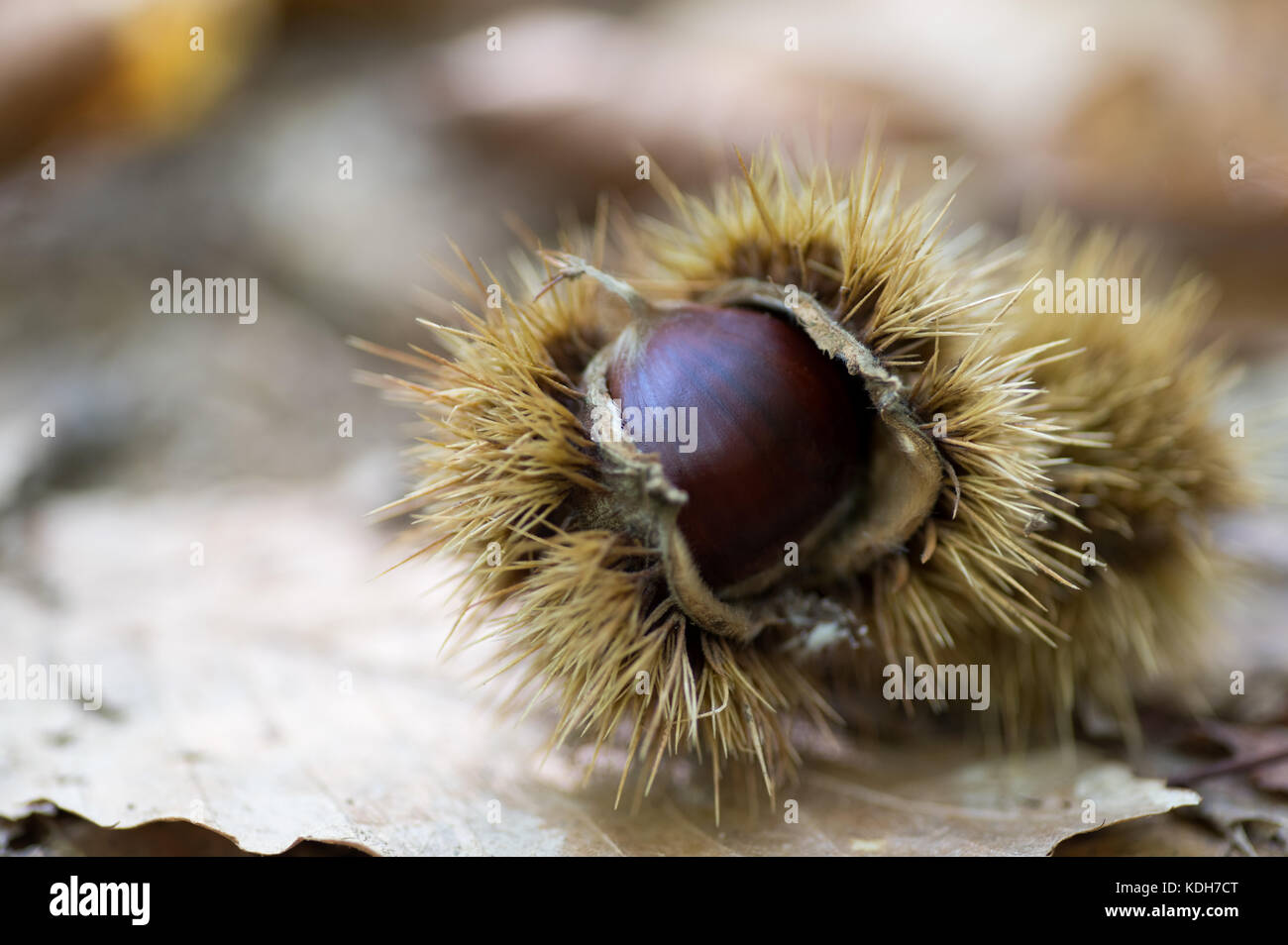 Chestnut bug hi-res stock photography and images - Alamy