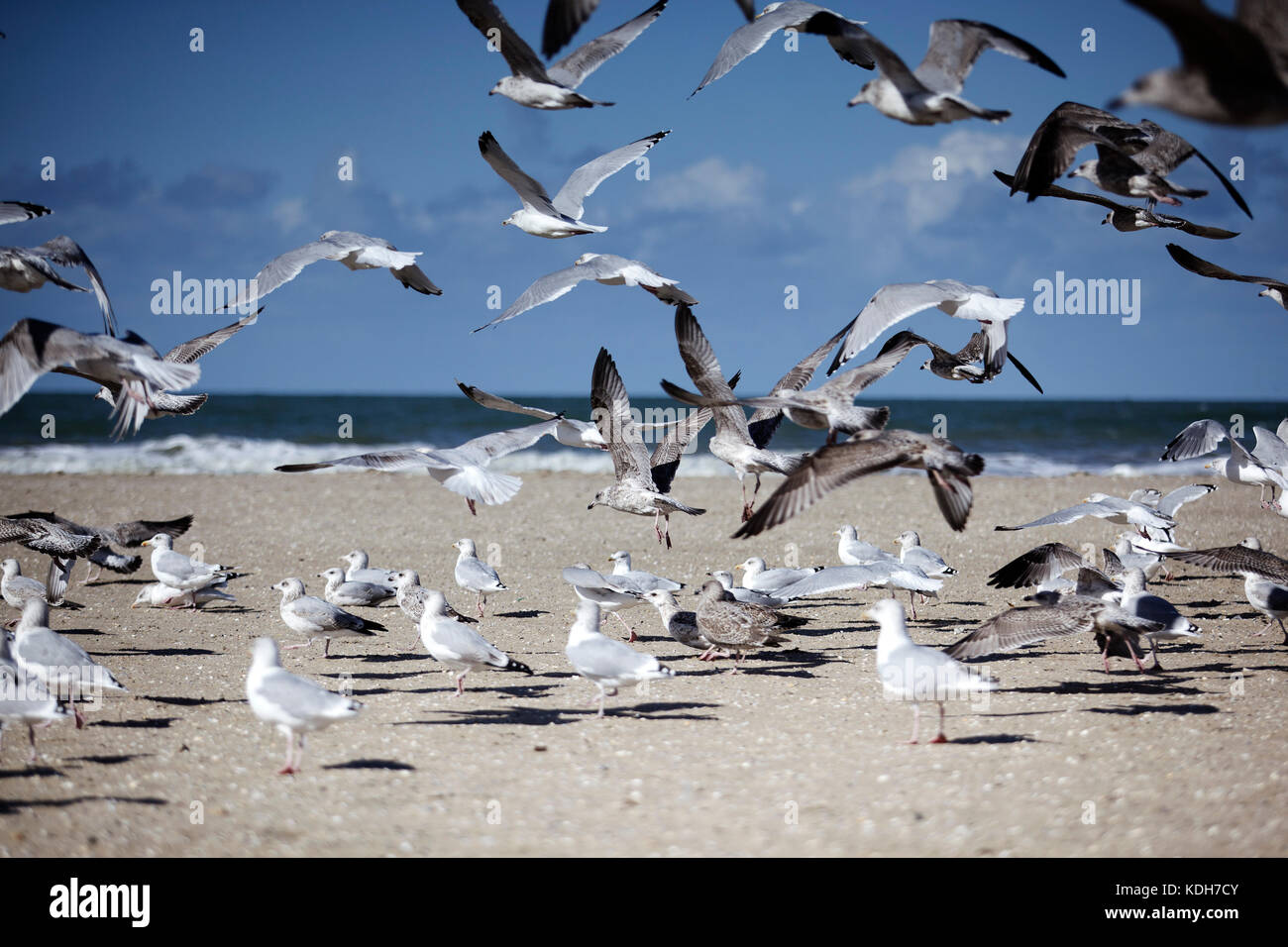 Group of many Seagulls at Empty Beach in Normandy in Autumn Stock Photo ...