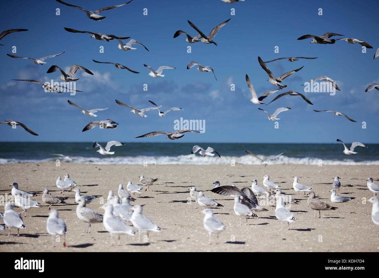 Group of many Seagulls at Empty Beach in Normandy in Autumn Stock Photo ...