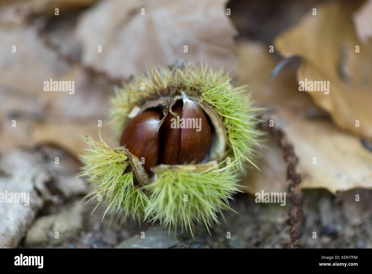 Chestnut level hi-res stock photography and images - Alamy