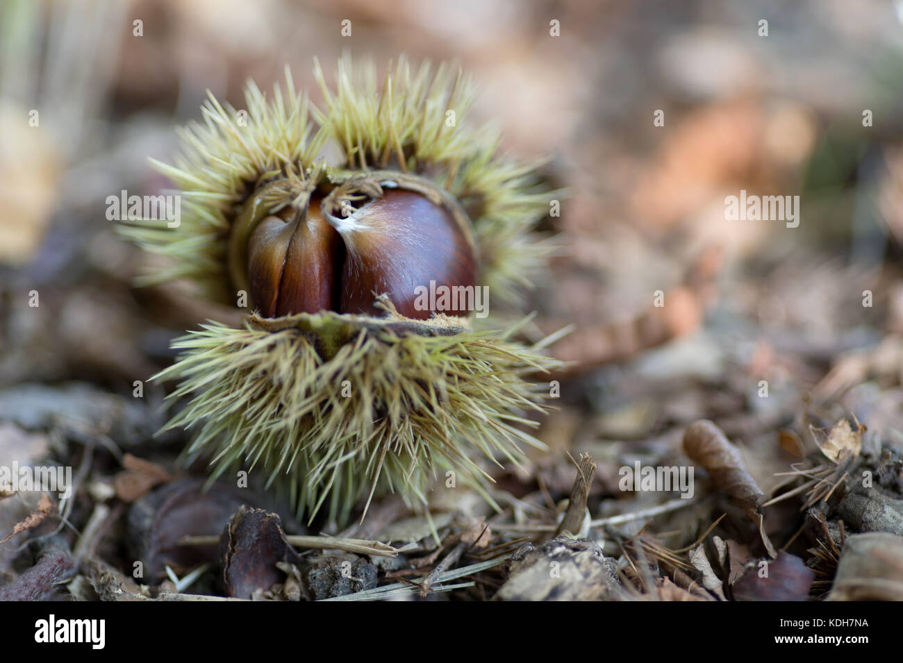 Chestnut level hi-res stock photography and images - Alamy