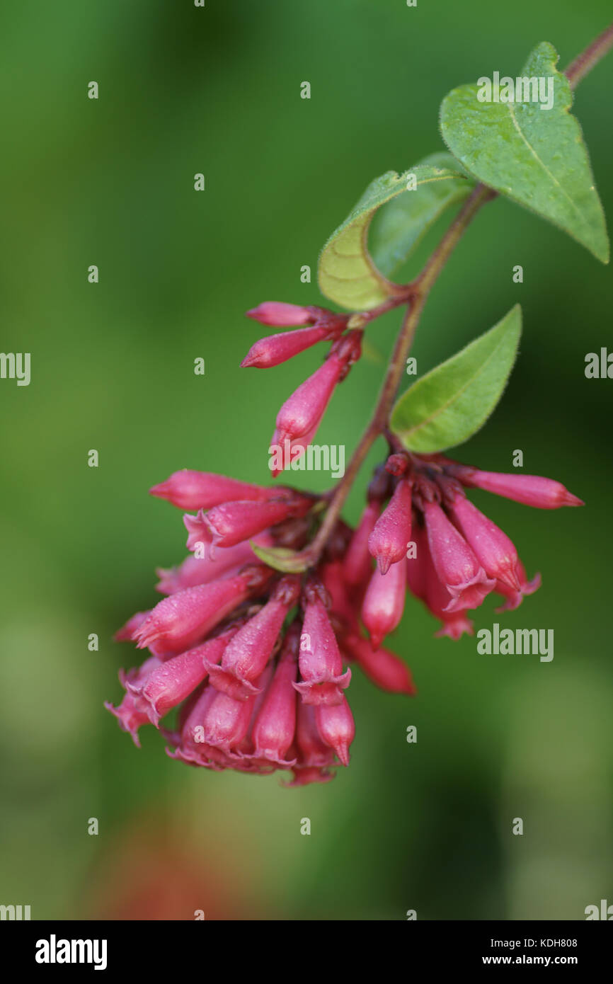 Cestrum hi-res stock photography and images - Alamy