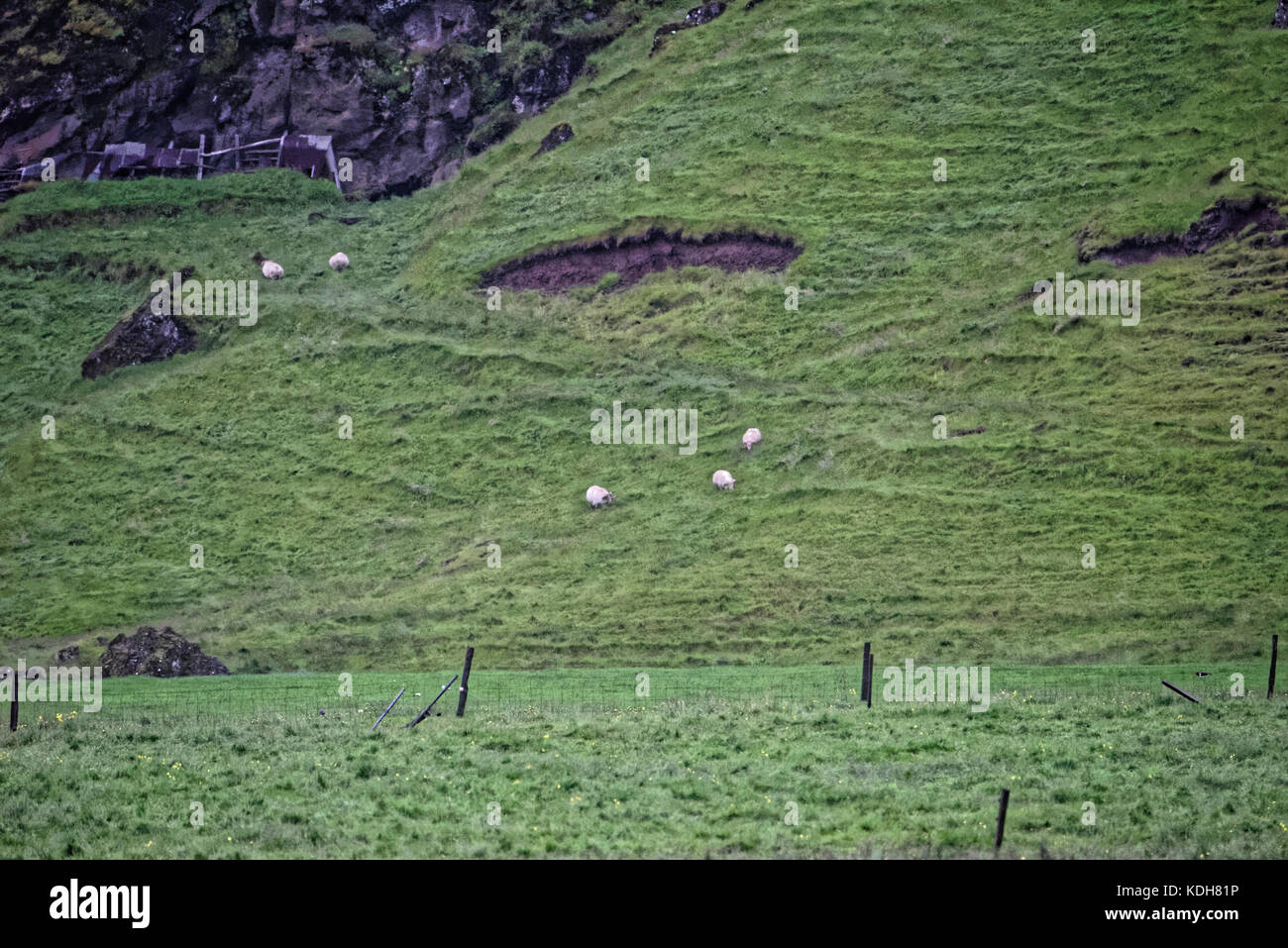 Seljalandsfoss waterfall plunging 60m from the cliff above, Sudhurland ...
