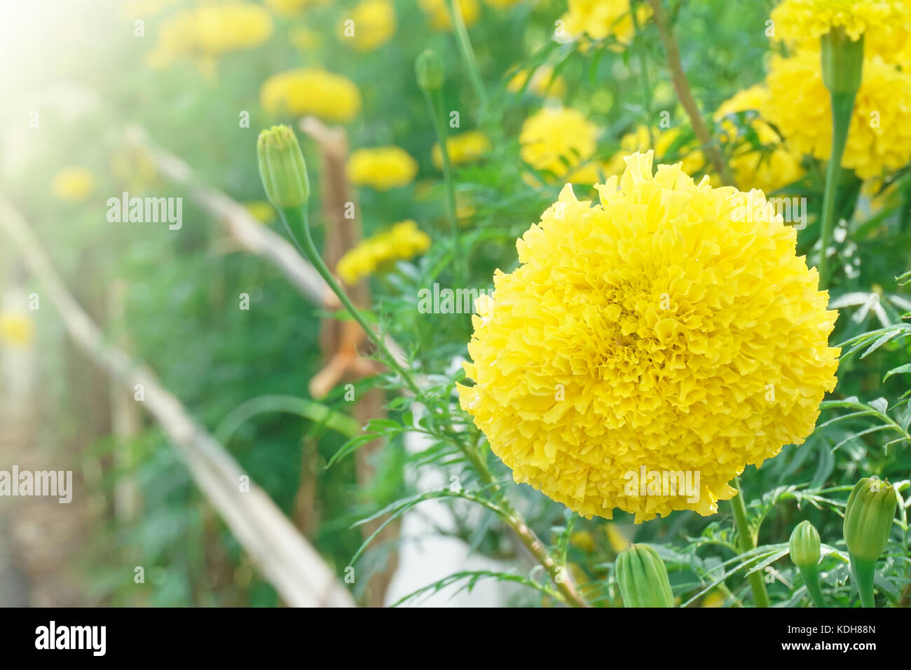Marigold flowers in garden with sunlight in background Stock Photo - Alamy