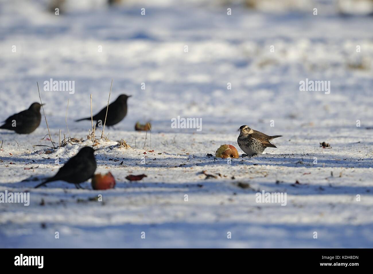 Naumann's Trush - Dusky Trush - Red-tailed Trush (Turdus naumanni ...