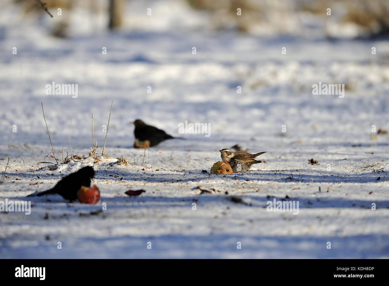 Naumann's Trush - Dusky Trush - Red-tailed Trush (Turdus naumanni ...