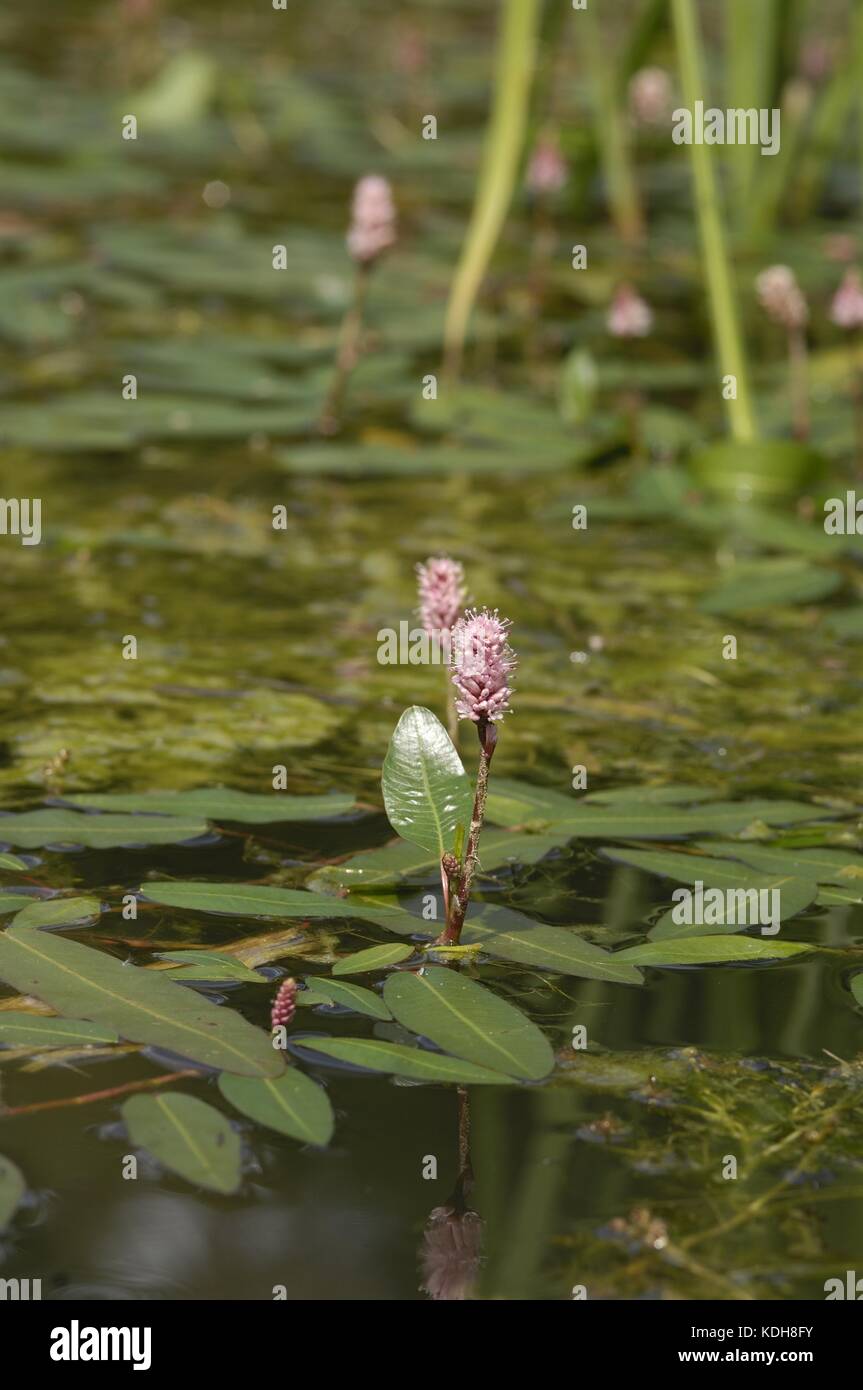 Water Smartweed - Longroot knotweed (Polygonum amphibium) flowering in ...