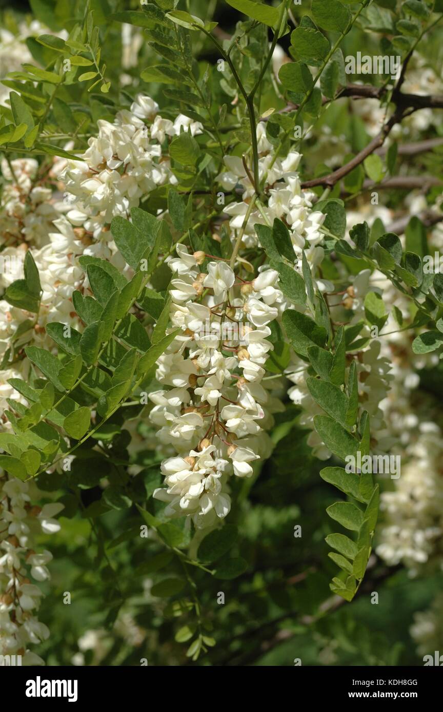 Black Locust - False Acacia (Robinia pseudacacia - Robinia pseudoacacia ...