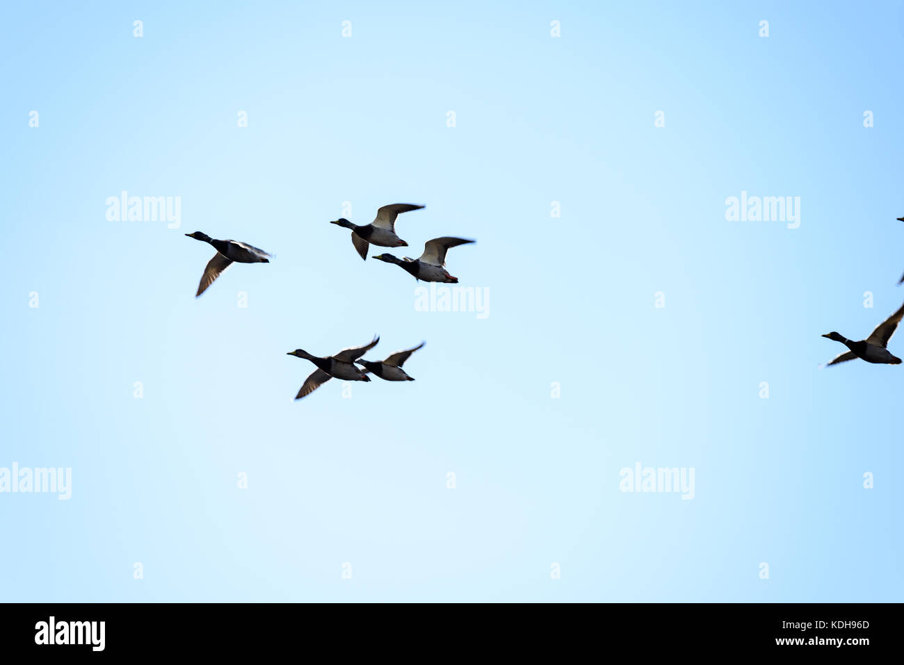 birds flying on the blue sky in beautiful formation. autumn Stock Photo ...