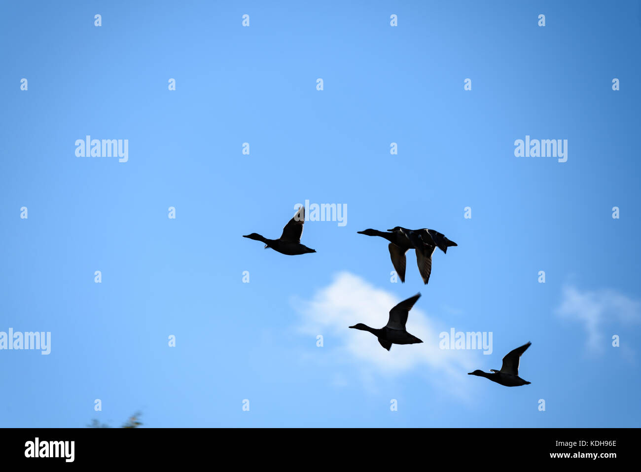 birds flying on the blue sky in beautiful formation. autumn Stock Photo ...
