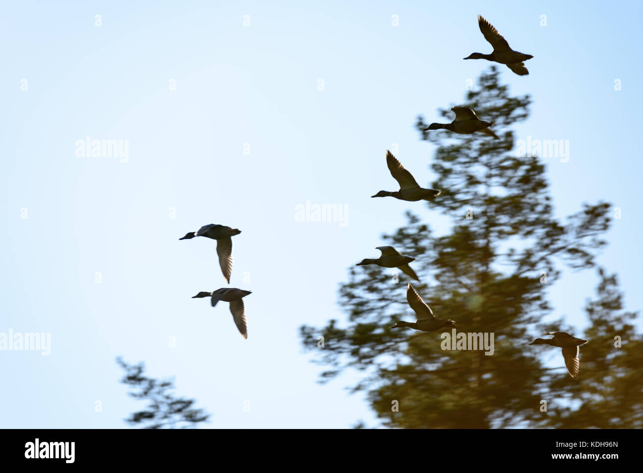 birds flying on the blue sky in beautiful formation. autumn Stock Photo ...