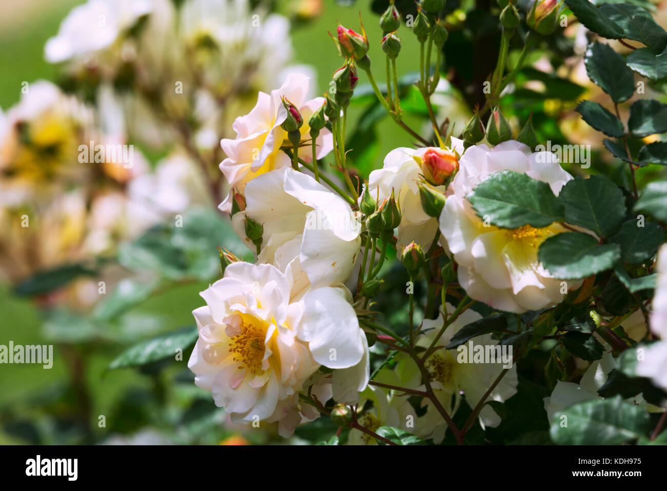 White roses plant in spring Stock Photo - Alamy