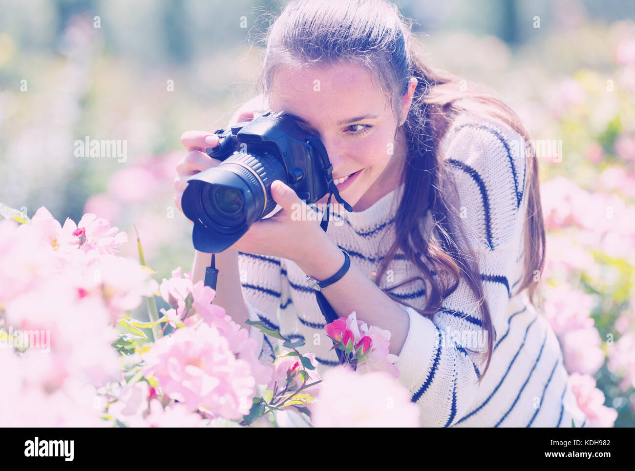 girl photographer taking photo of flowering roses Stock Photo - Alamy