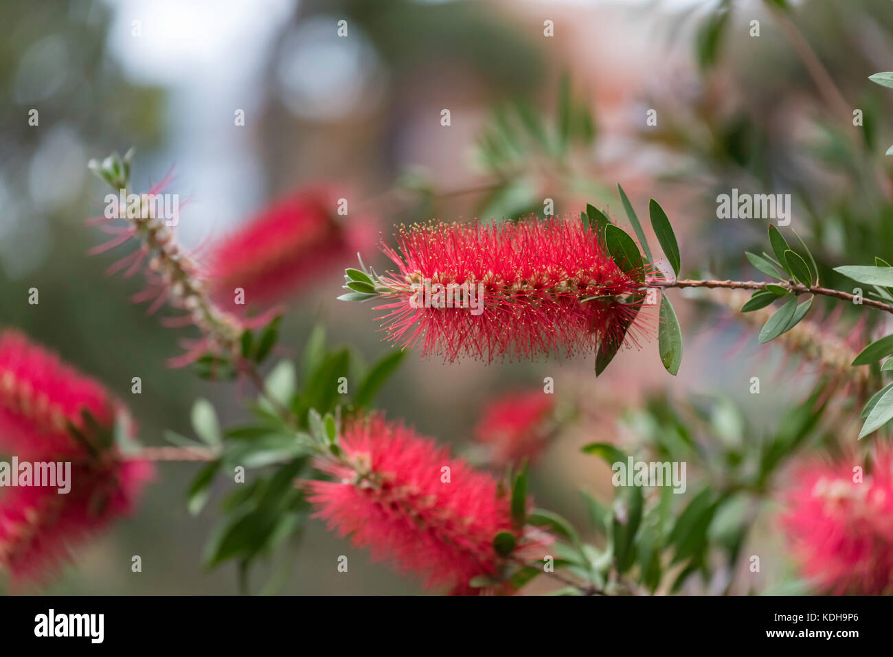 Australian native bushland plants hi-res stock photography and images ...